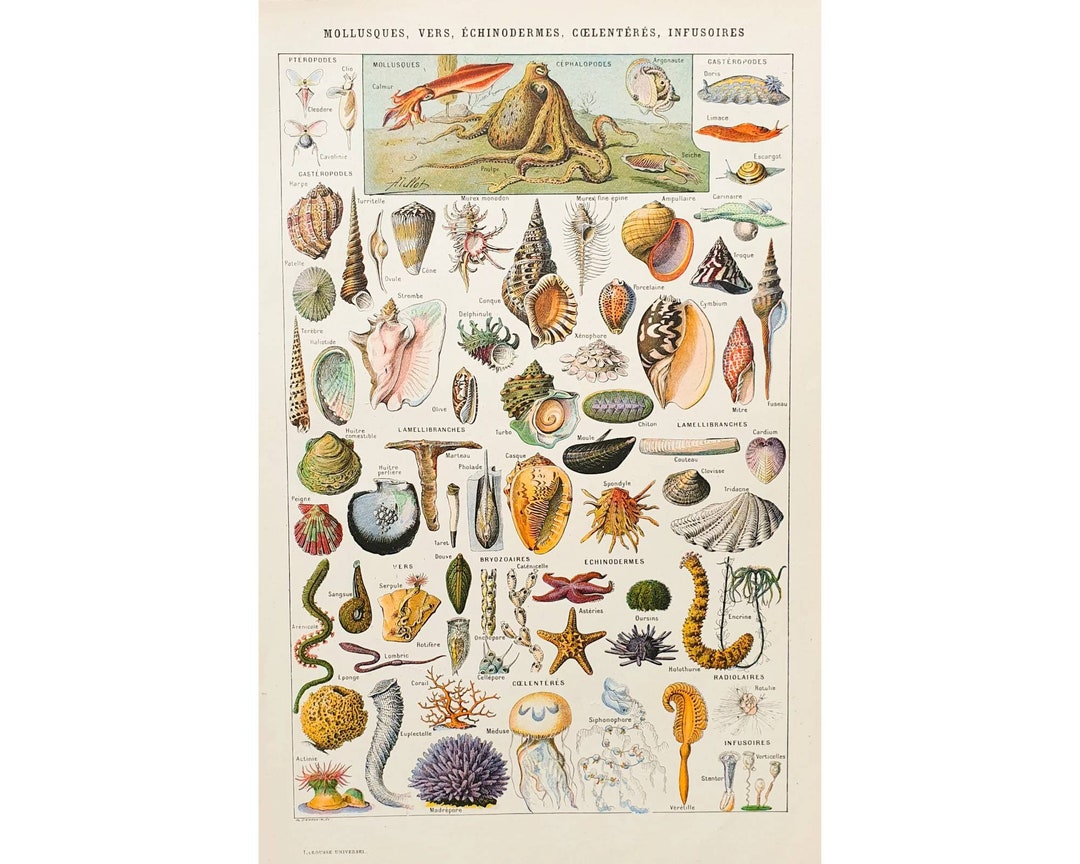 1920 SEA OCEAN SHELLS Old Vintage Poster Molluscs Illustration Board ...