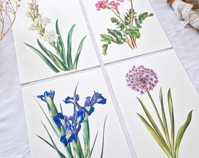 1964 Set of 4 Botanical Prints, Vintage Antique Posters, Old Floral ...
