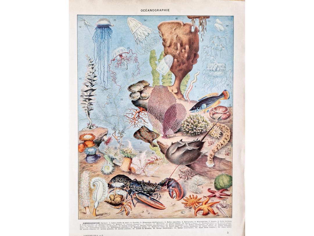 1930 Ocean Vintage Poster, Vintage Illustrated Poster, Ocean Antique ...