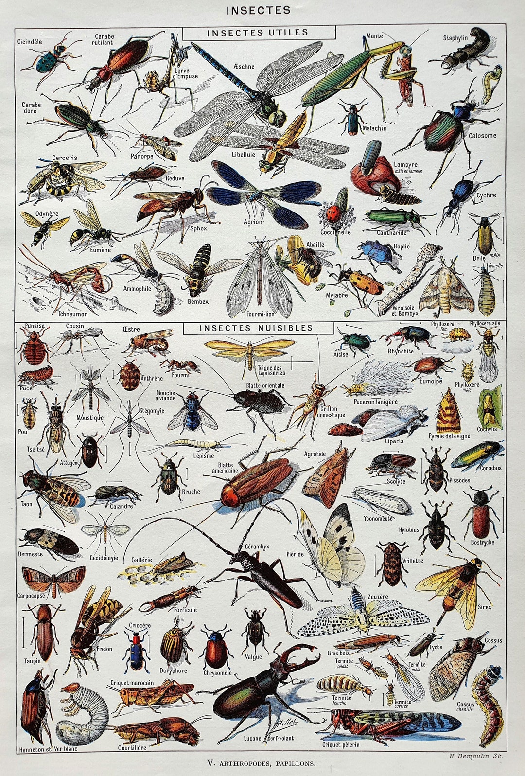 1949 INSECTS Vintage Illustrated Poster, Original Old Poster ...