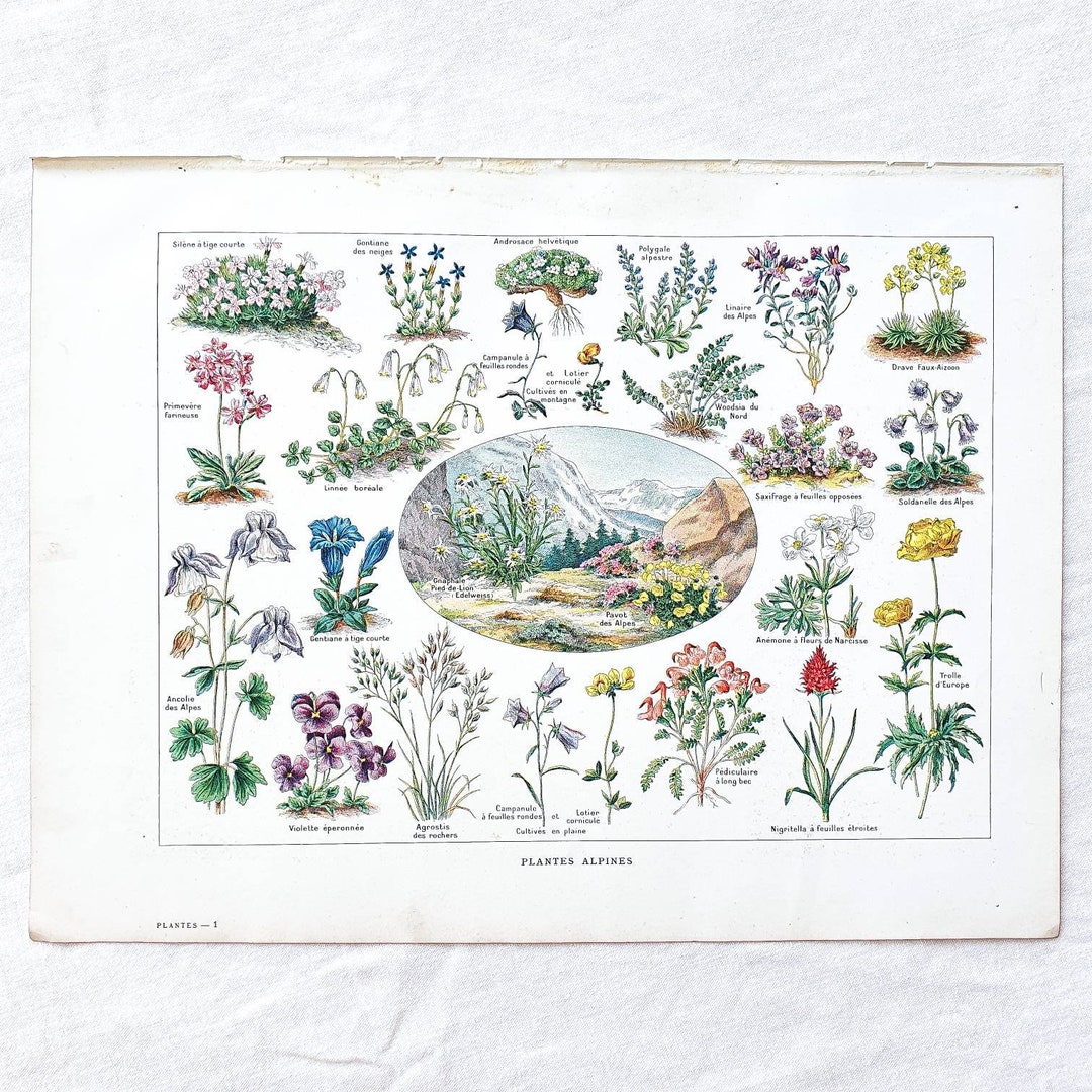 1920 Floral Board alpine Plants Original Old Vintage Poster Illustrated ...