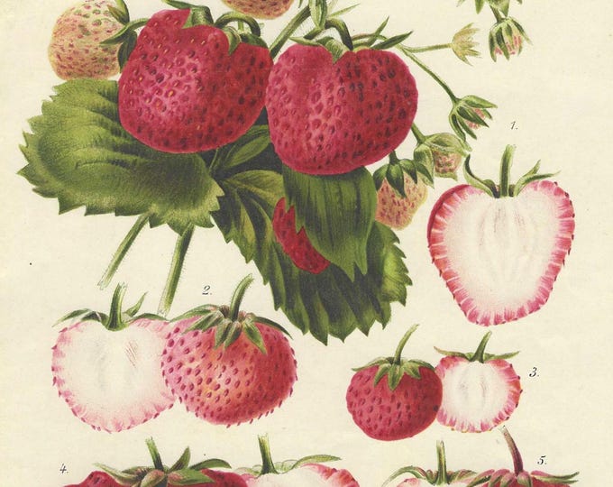 1892 Strawberry Old Poster, Old Botanical Print, Vintage Strawberry ...