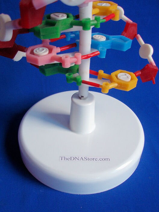 Model of DNA - Etsy