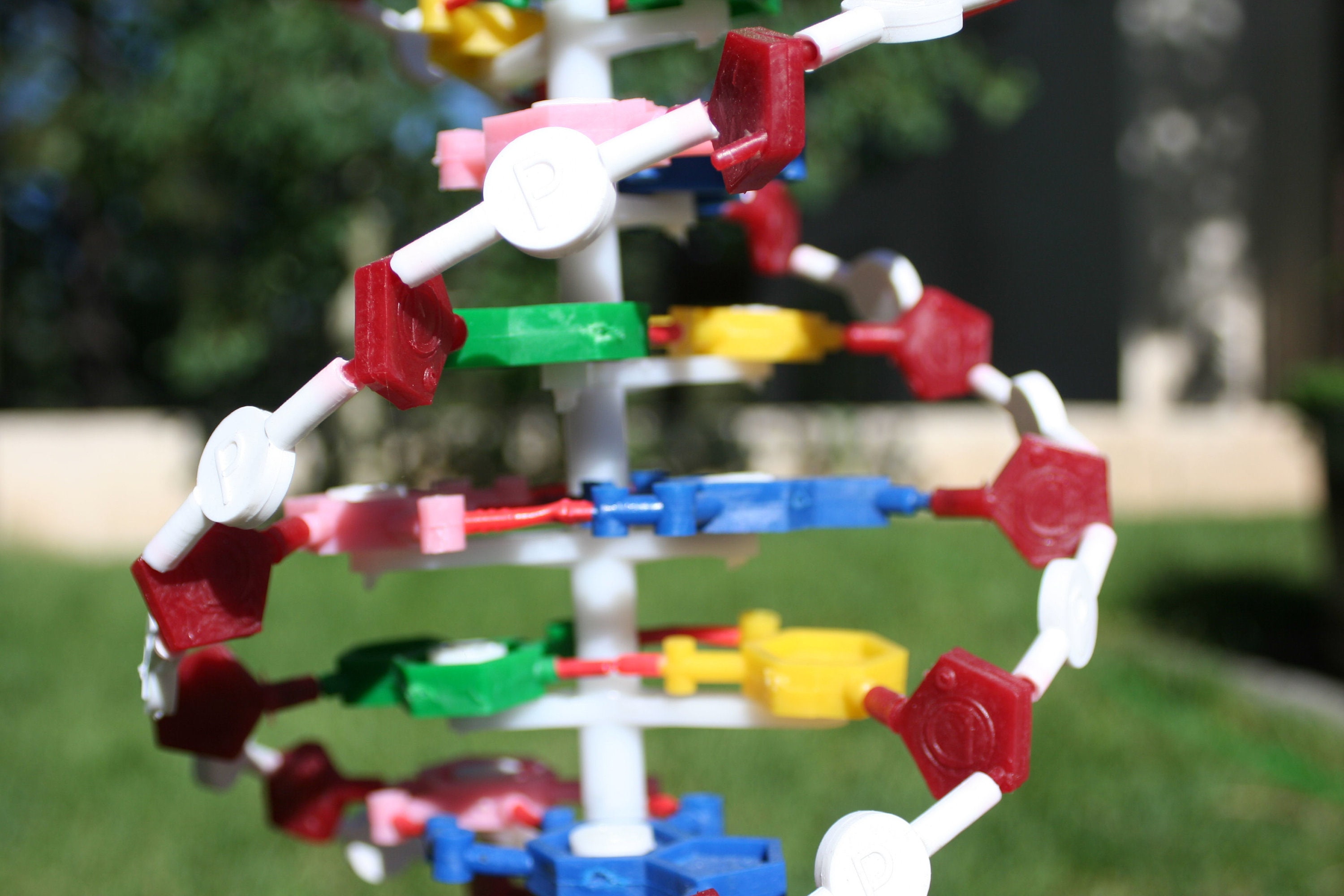 Model of DNA - Etsy