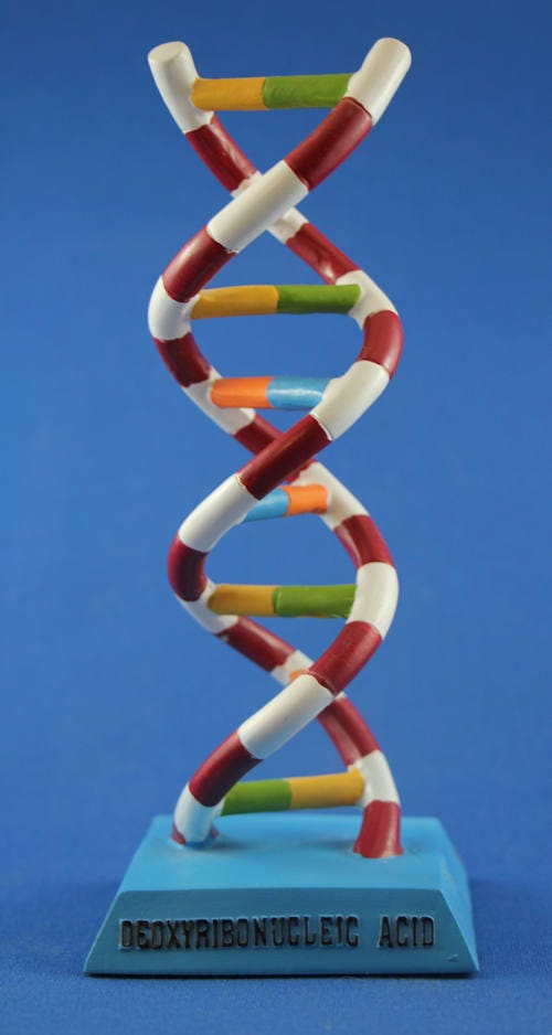 DNA Desk Statue - Etsy