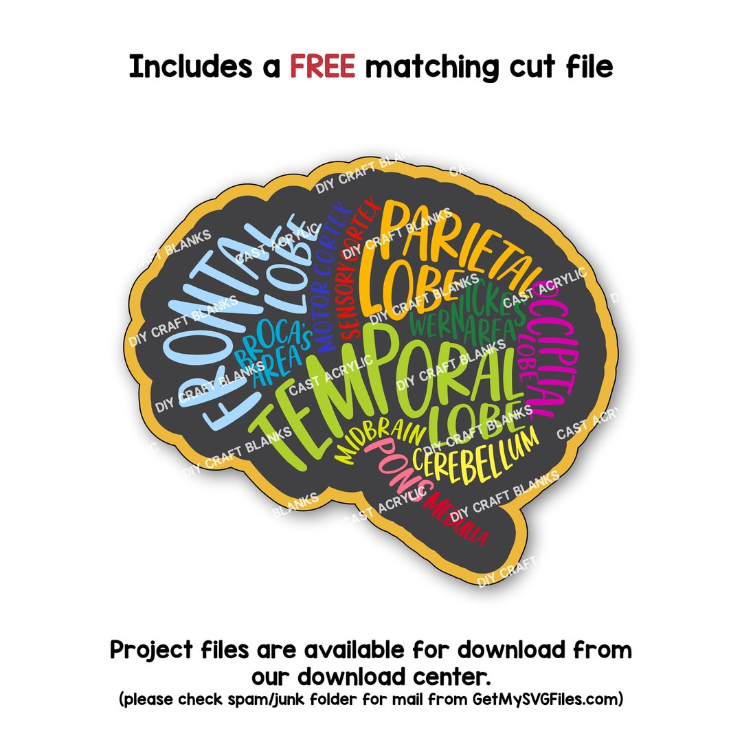 Brain, Human Brain, Study, Keychain, Badge Reel, DIY, Craft, Blank ...