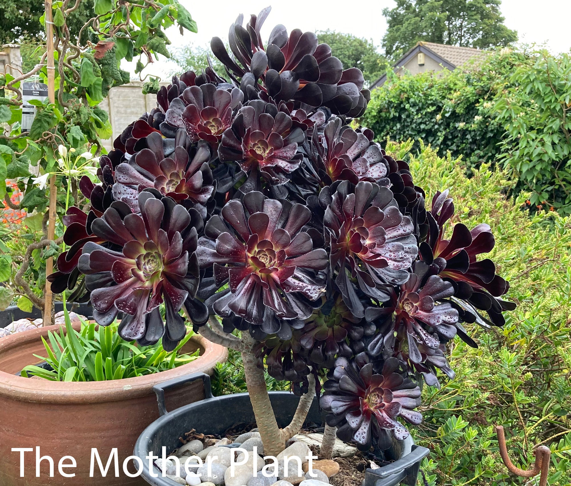 Aeonium black rose store