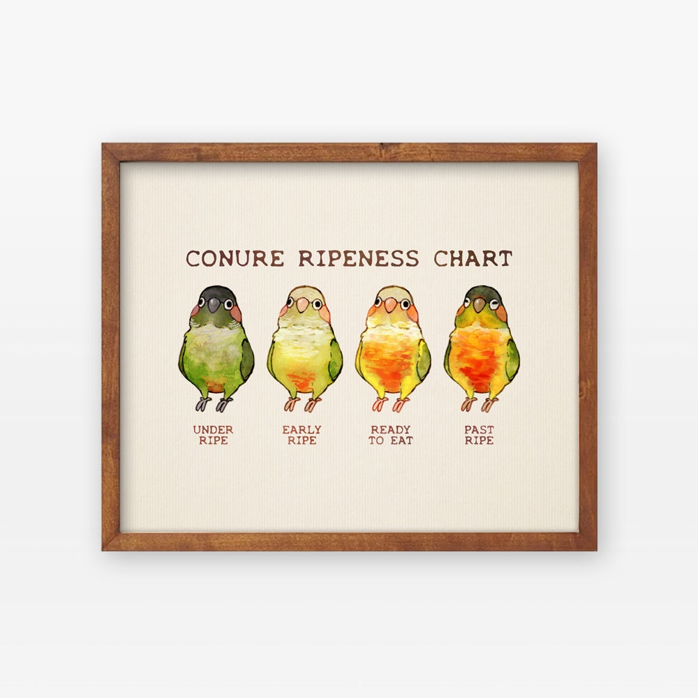 Conure Ripeness Chart Poster - Etsy UK