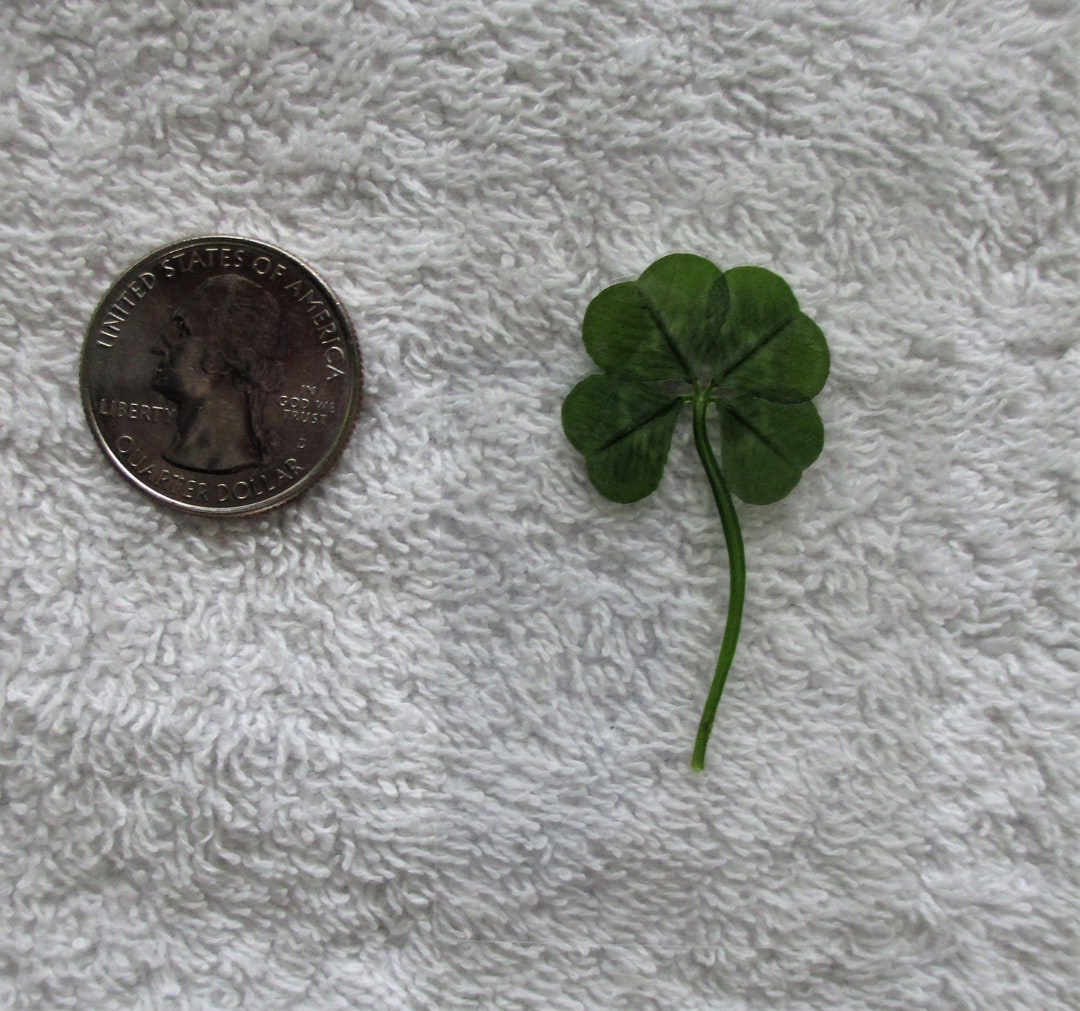 1 Real 4 Leaf Clover–laminated for Wallet/purse Good Luck. 2026 Luck ...