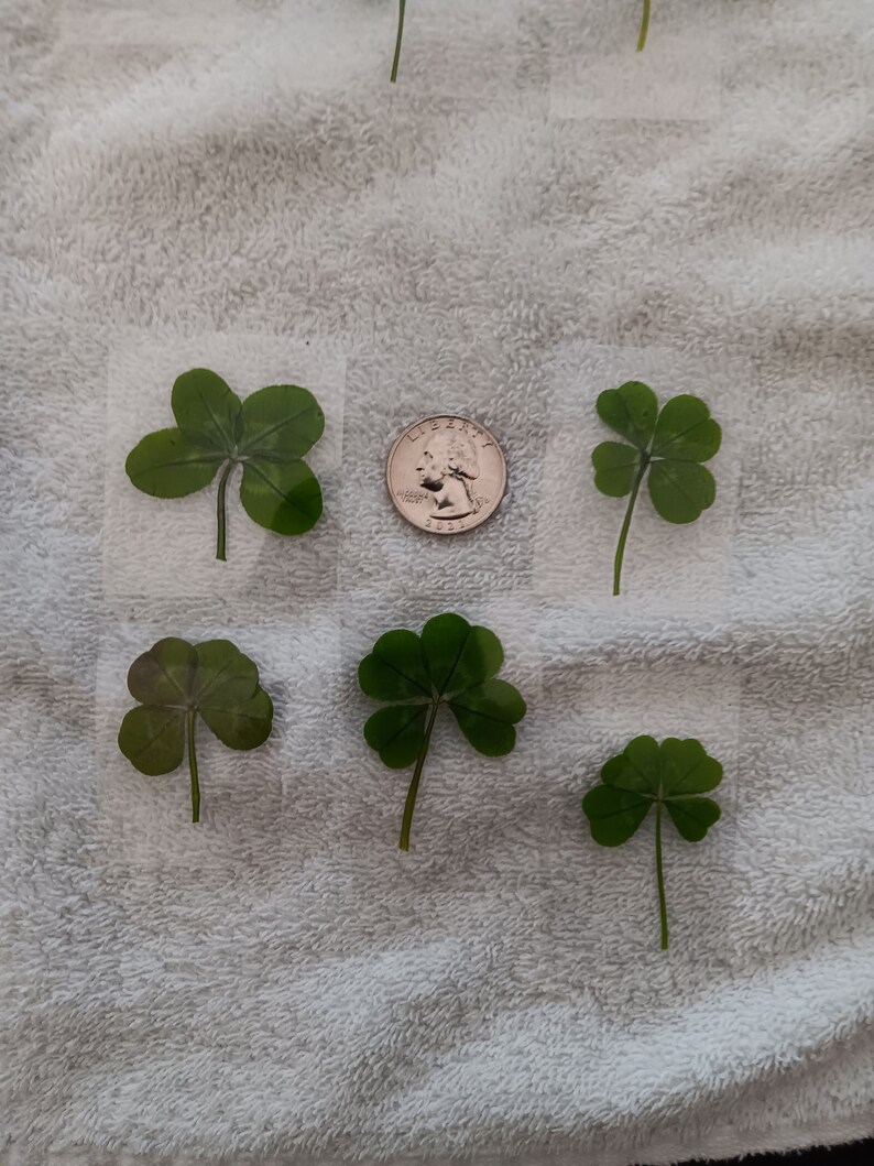 5 Real Four Leaf Clovers-vintage Look, Luck (5 Genuine Laminated 4 Leaf ...