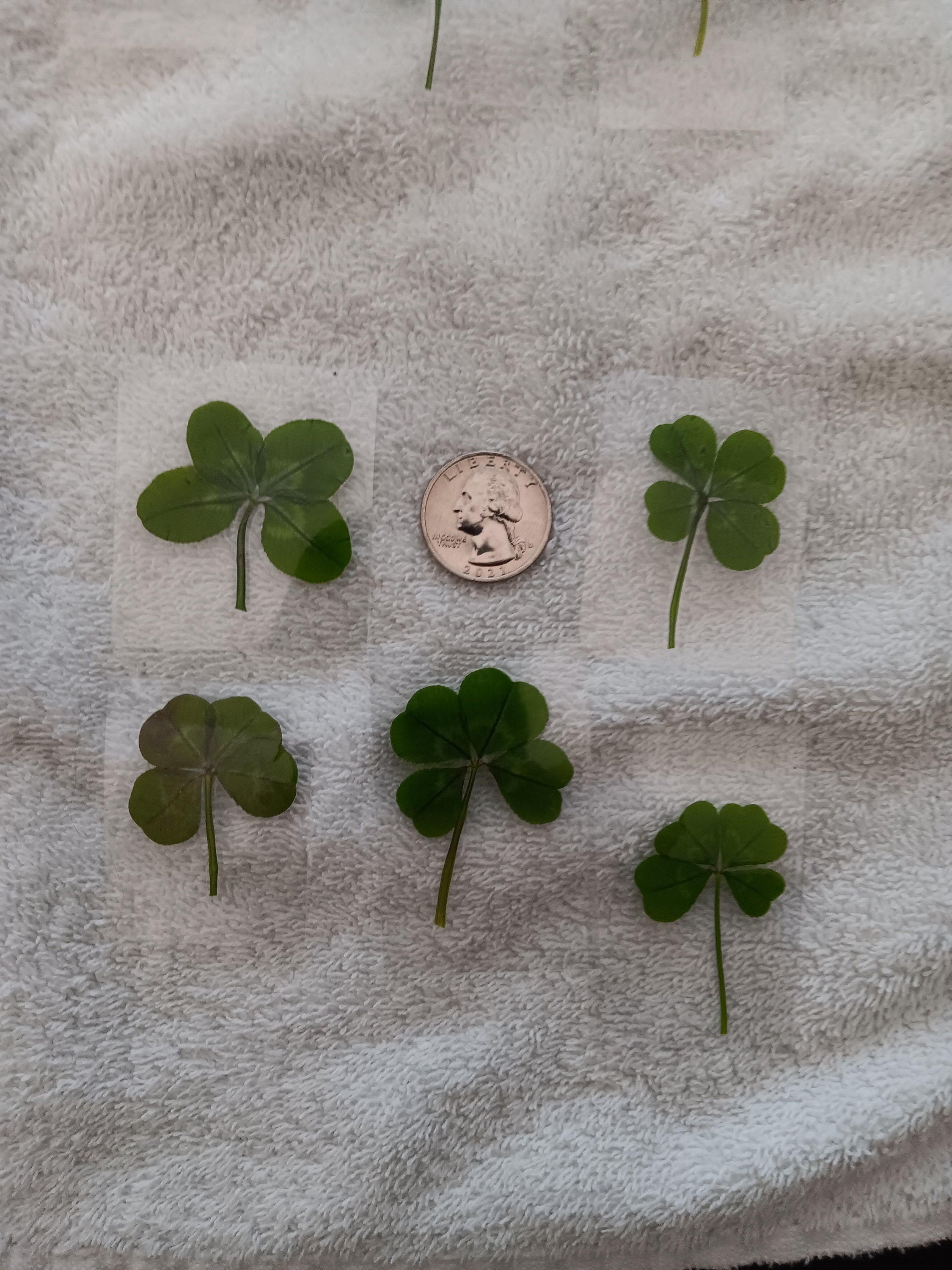 5 Real Four Leaf Clovers-vintage Look, Luck (5 Genuine Laminated 4 Leaf ...