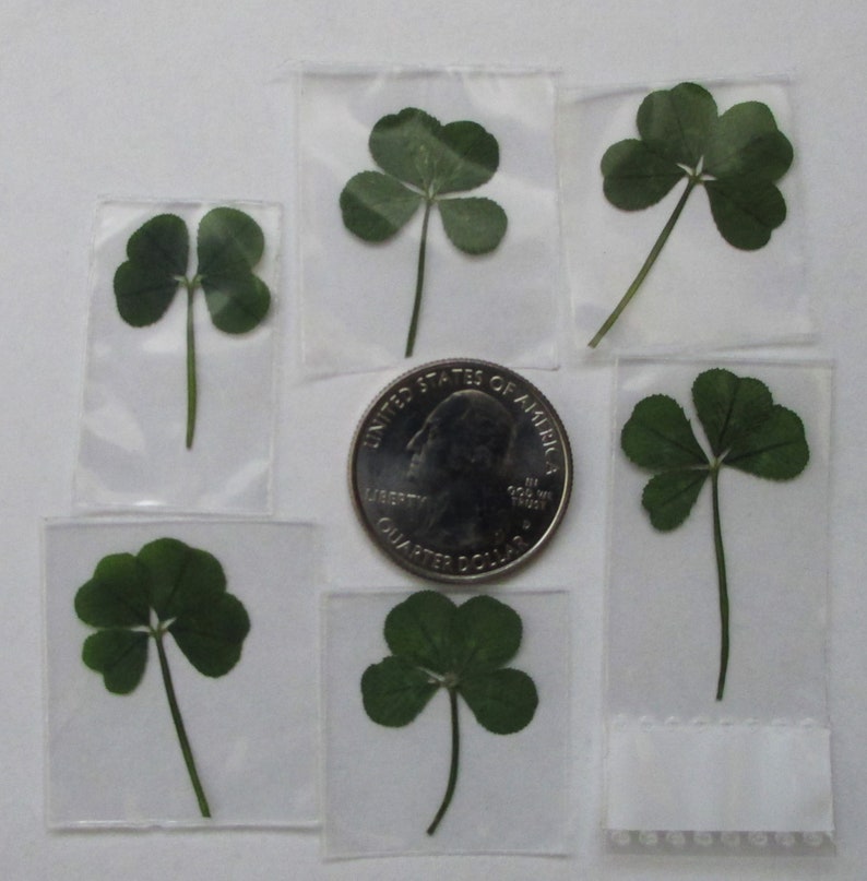 5 Real Four Leaf Clovers-vintage Look, Luck (5 Genuine Laminated 4 Leaf ...