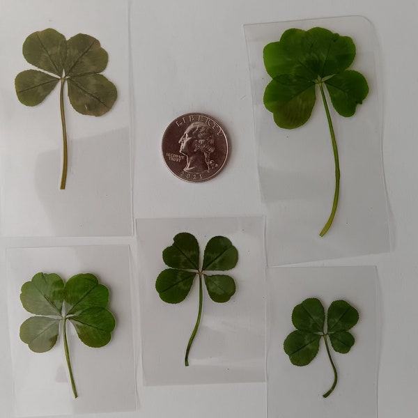 4 Leaf Clover - Etsy