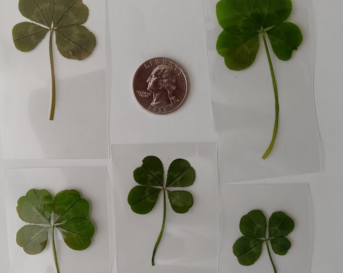 5 Real Four Leaf Clovers-vintage Look, Luck(5 Genuine Laminated 4 Leaf ...