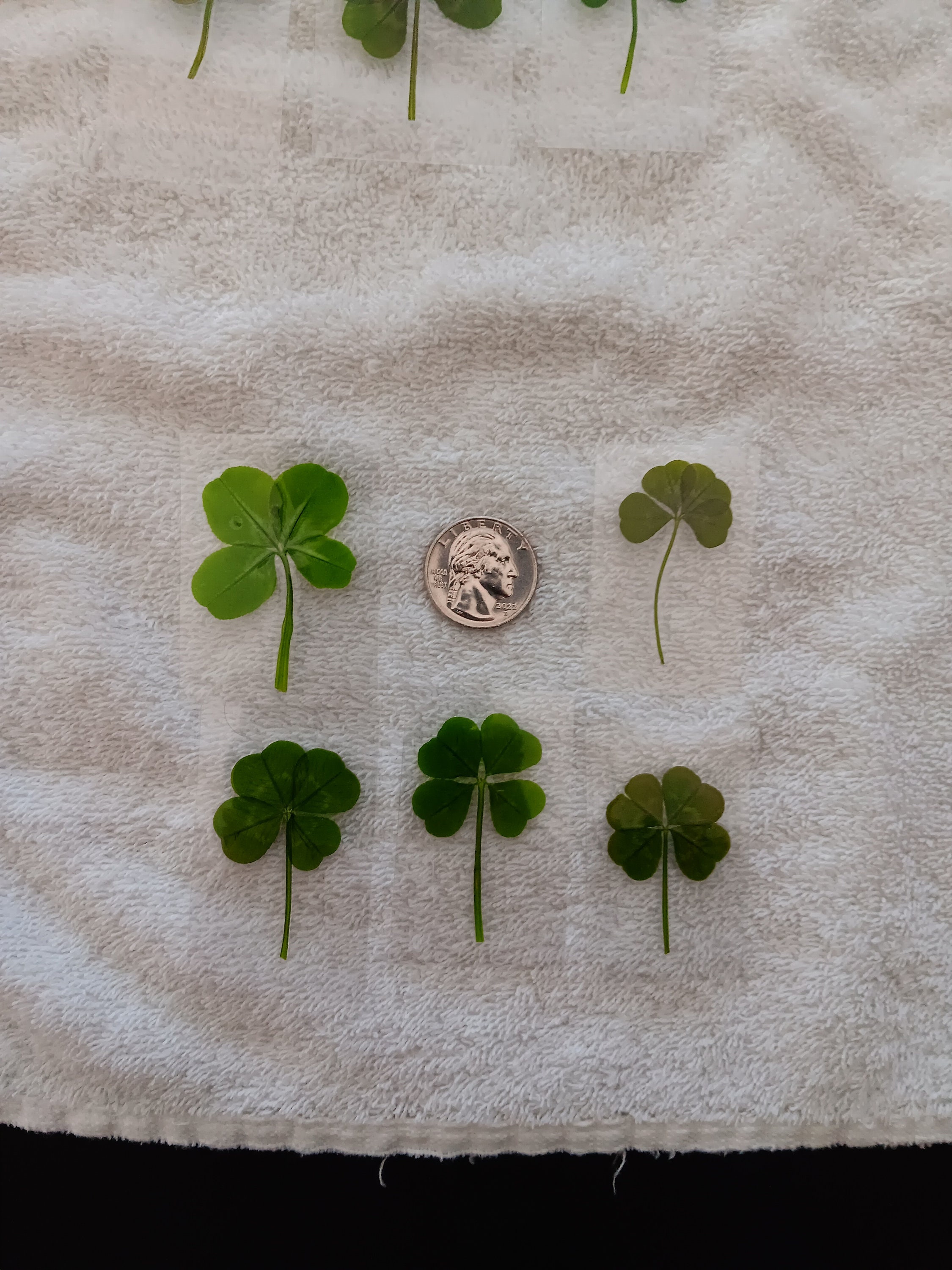 5 Real Four Leaf Clovers-vintage Look, Luck (5 Genuine Laminated 4 Leaf ...
