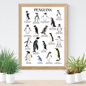Penguin Poster | Illustrated Penguins | Identification Poster | Natural ...