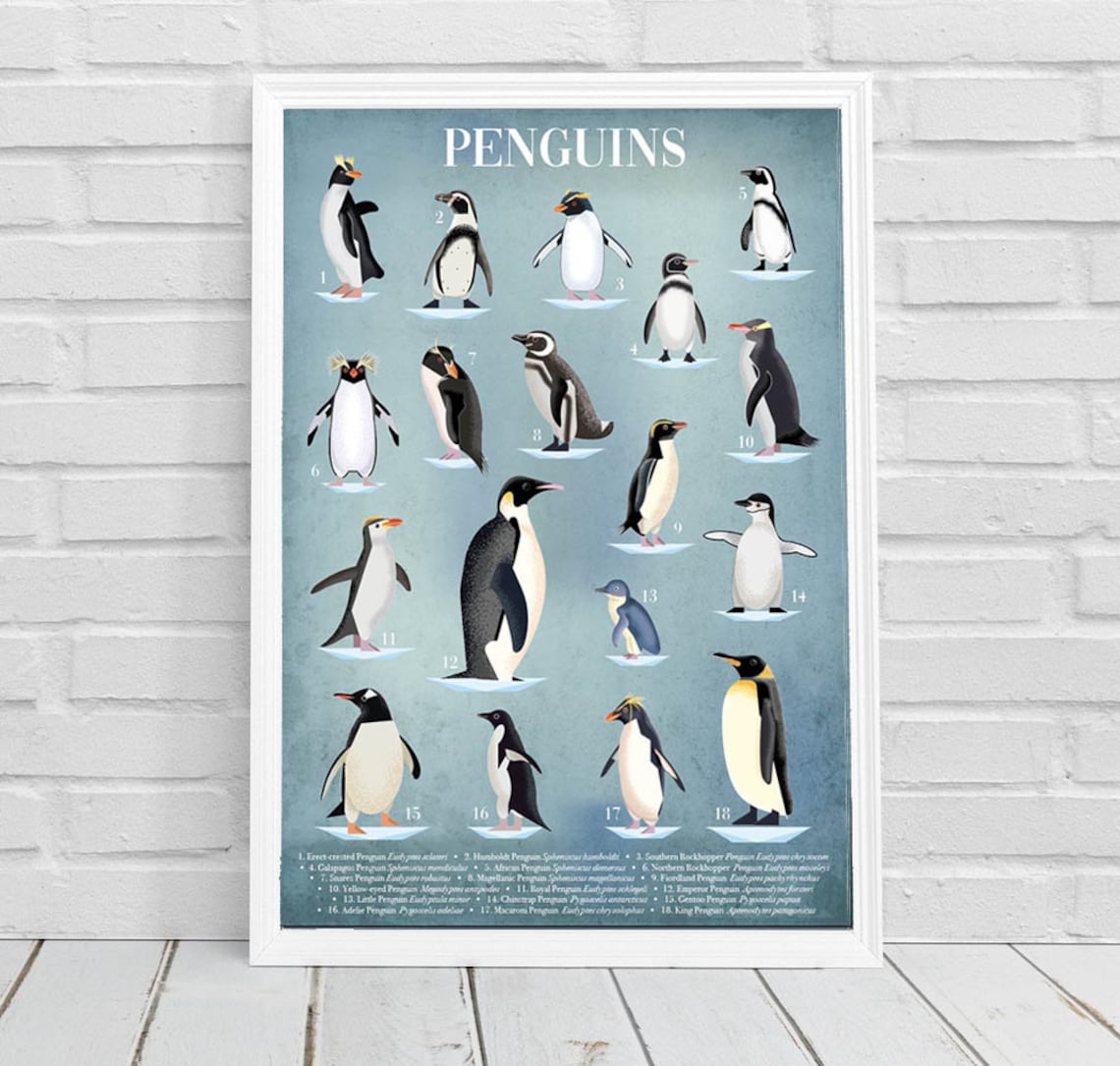 Penguin Poster Illustrated Penguins Identification Poster | Etsy
