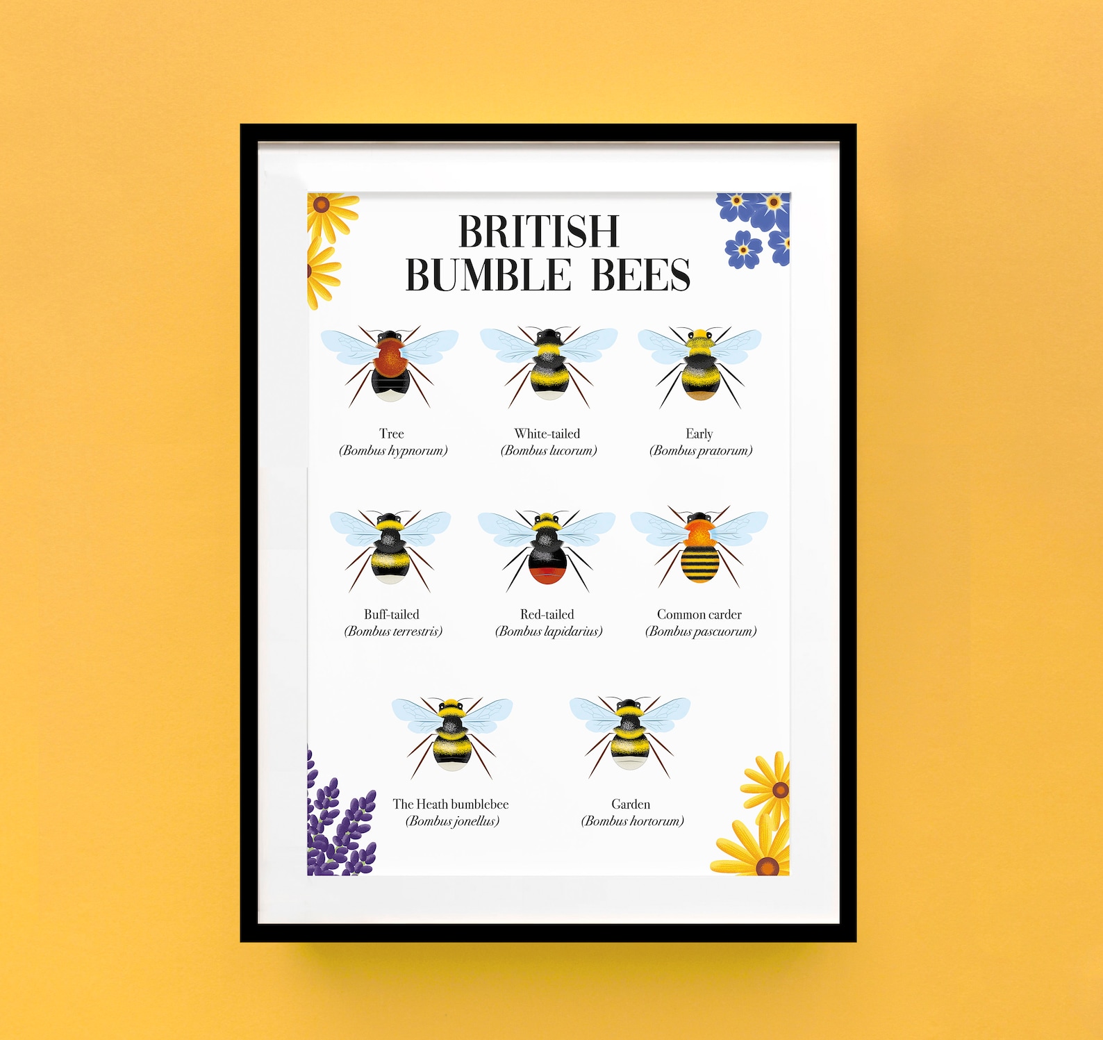 Bumble Bee Print Illustrated Bumble Bees Identification Poster Natural ...