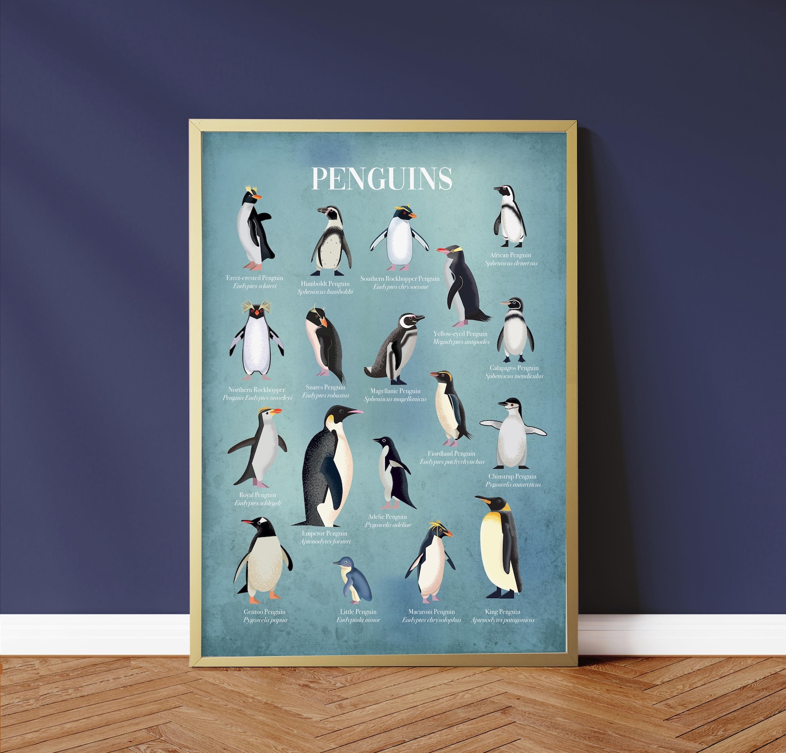 Penguin Poster | Illustrated Penguins | Identification Poster | Natural ...