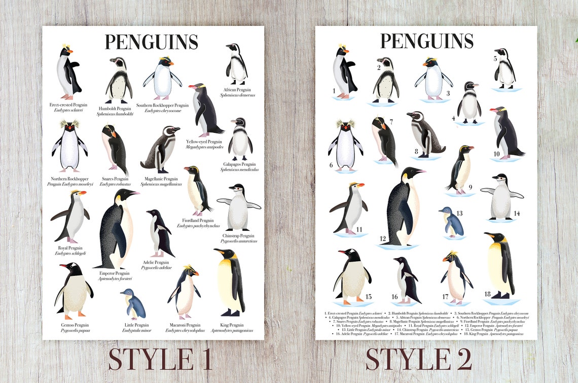 Penguin Poster Illustrated Penguins Identification Poster - Etsy