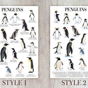 Penguin Poster | Illustrated Penguins | Identification Poster | Natural ...