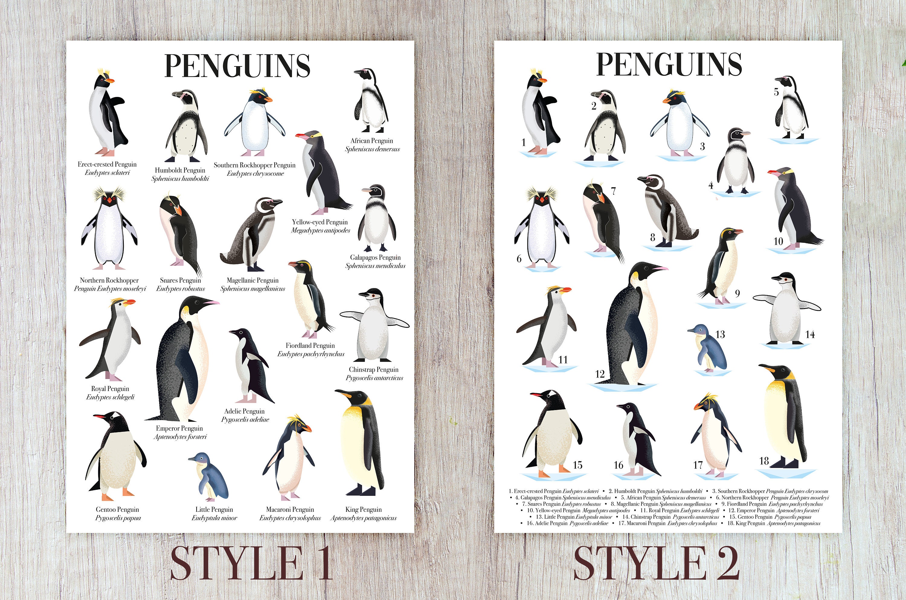 Penguin Poster Illustrated Penguins Identification Poster Natural ...