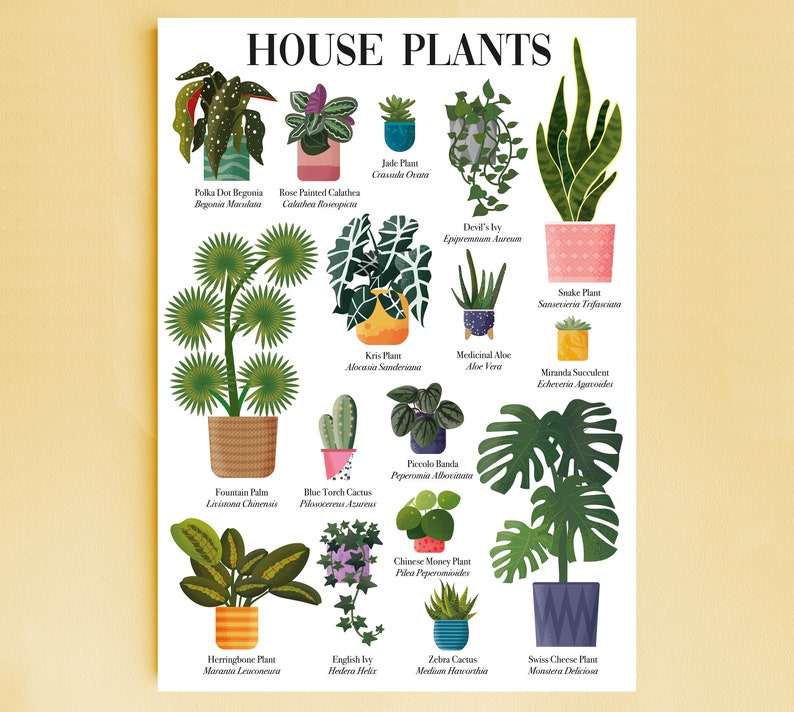 Plant Poster Print | Illustrated Plants | House Plants | Botanical ...