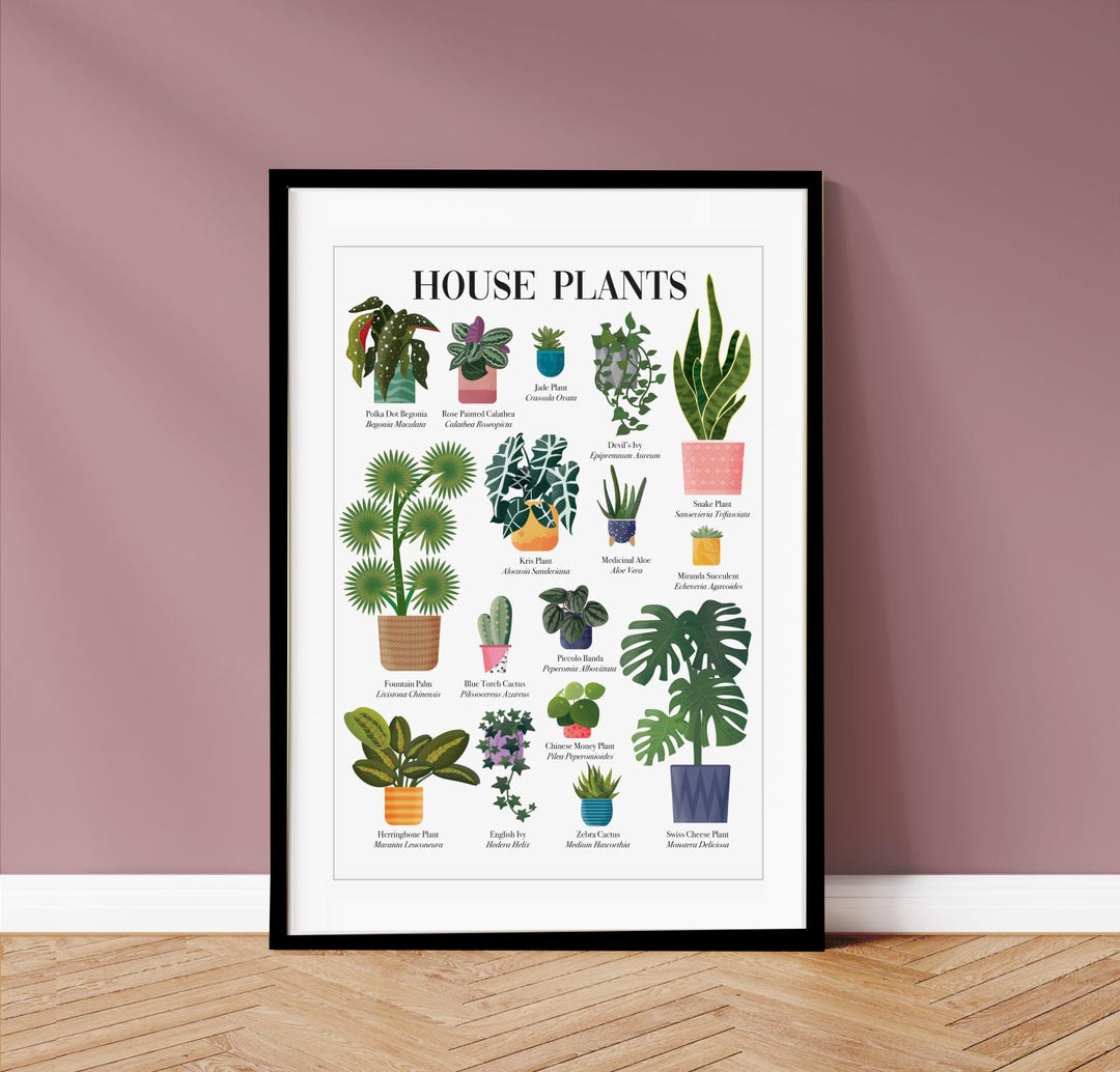 Plant Poster Print | Illustrated Plants | House Plants | Botanical ...