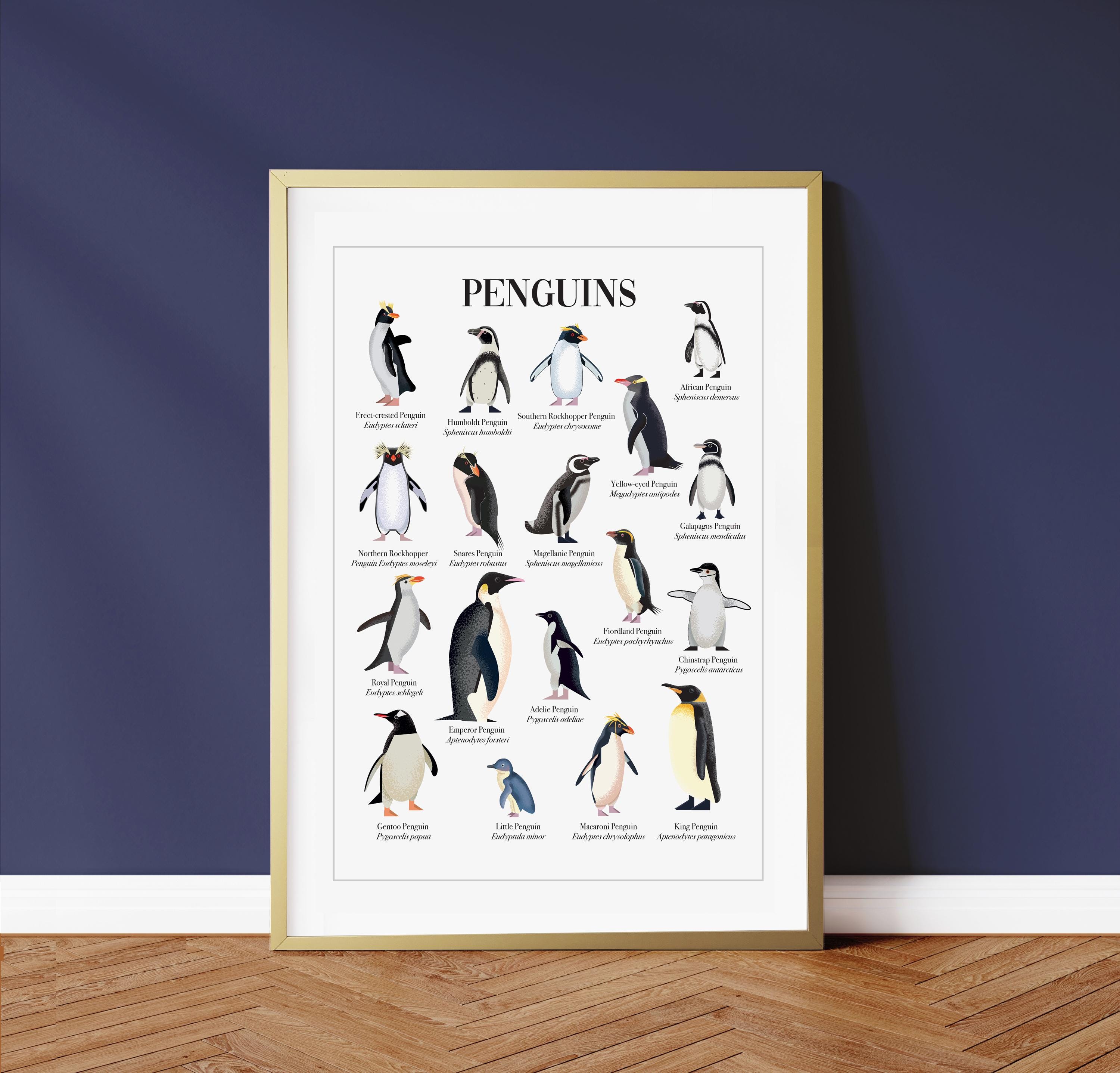Penguin Poster | Illustrated Penguins | Identification Poster | Natural ...