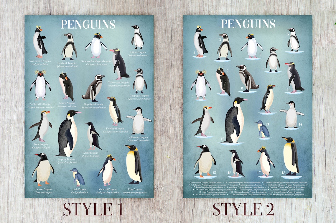 Penguin Poster Illustrated Penguins Identification Poster | Etsy