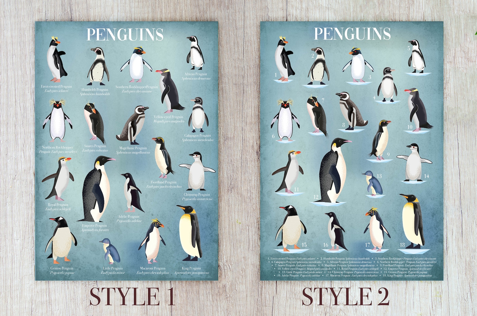 Penguin Poster Illustrated Penguins Identification Poster | Etsy
