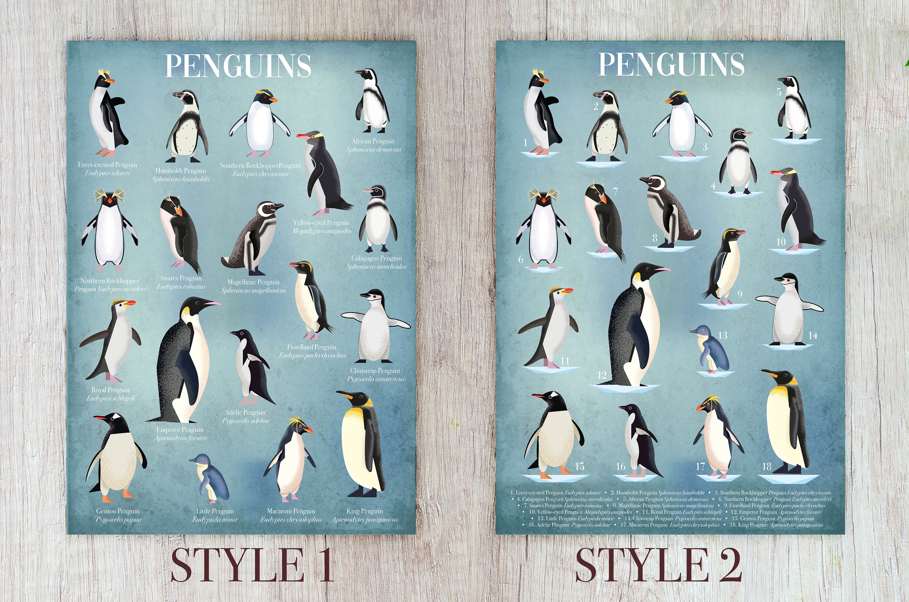 Penguin Poster Illustrated Penguins Identification Poster - Etsy UK