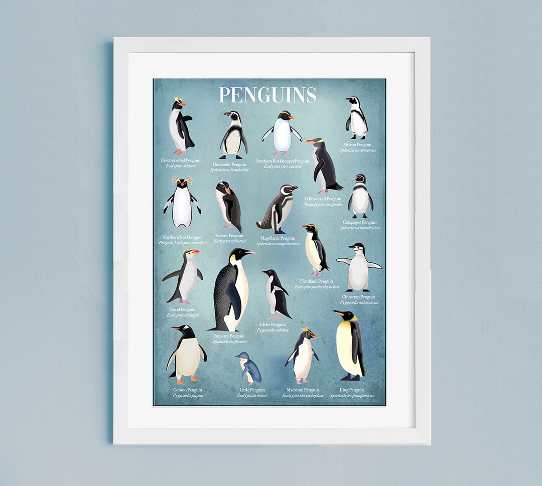 Penguin Poster | Illustrated Penguins | Identification Poster | Natural ...