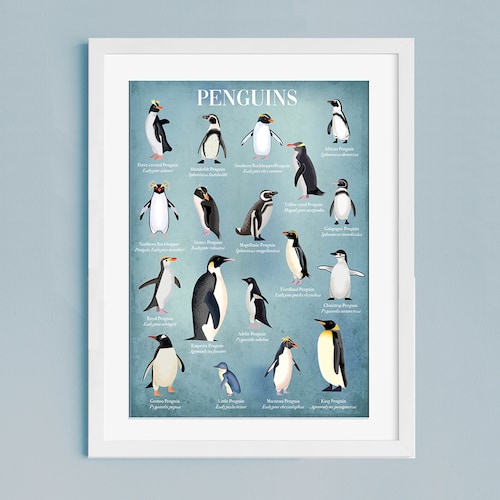 Penguin Poster Illustrated Penguins Identification Poster | Etsy