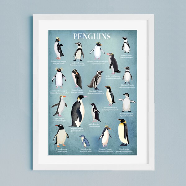 Classification Chart - Etsy