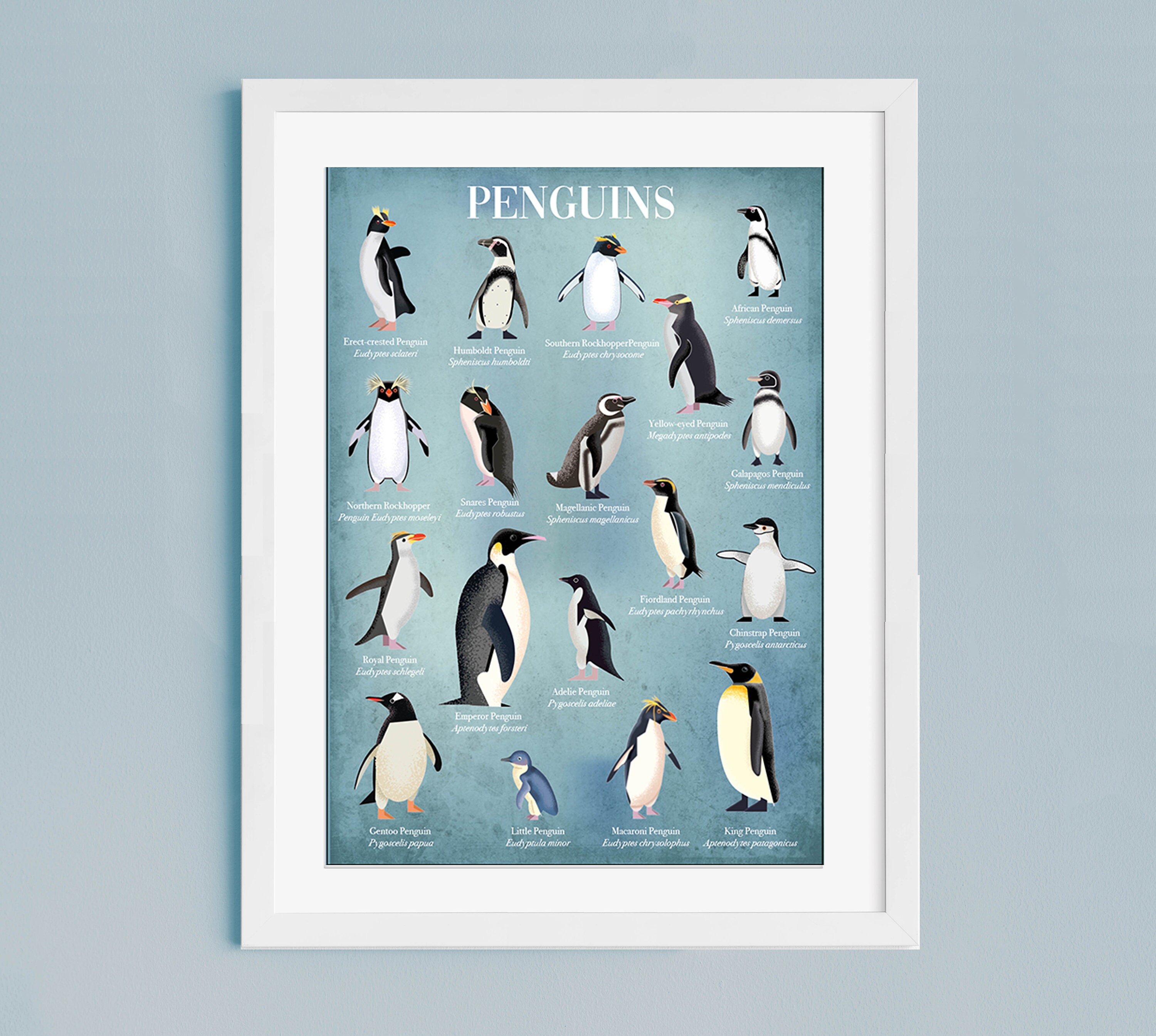 Penguin Poster Illustrated Penguins Identification Poster - Etsy