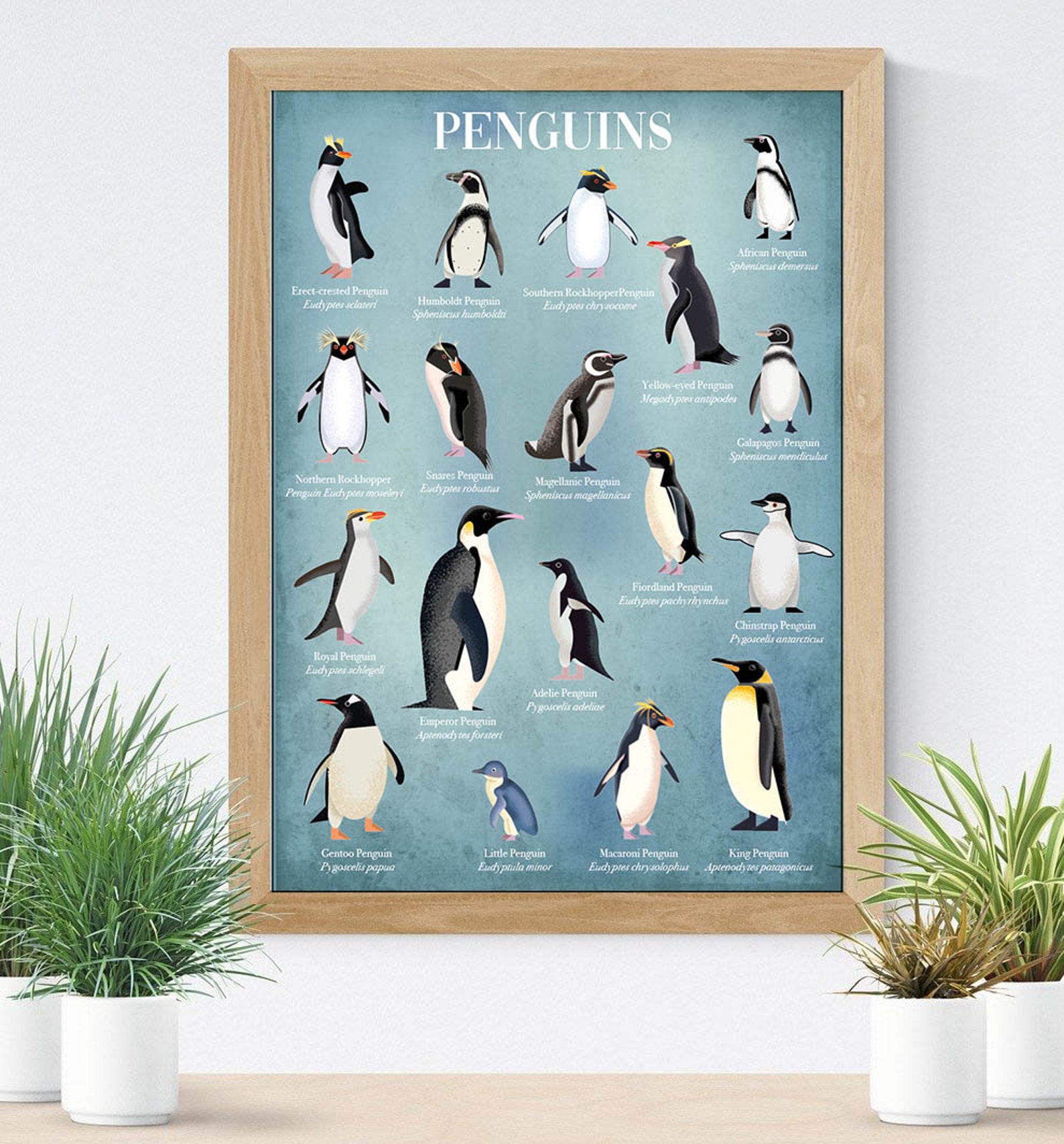 Penguin Poster Illustrated Penguins Identification Poster | Etsy