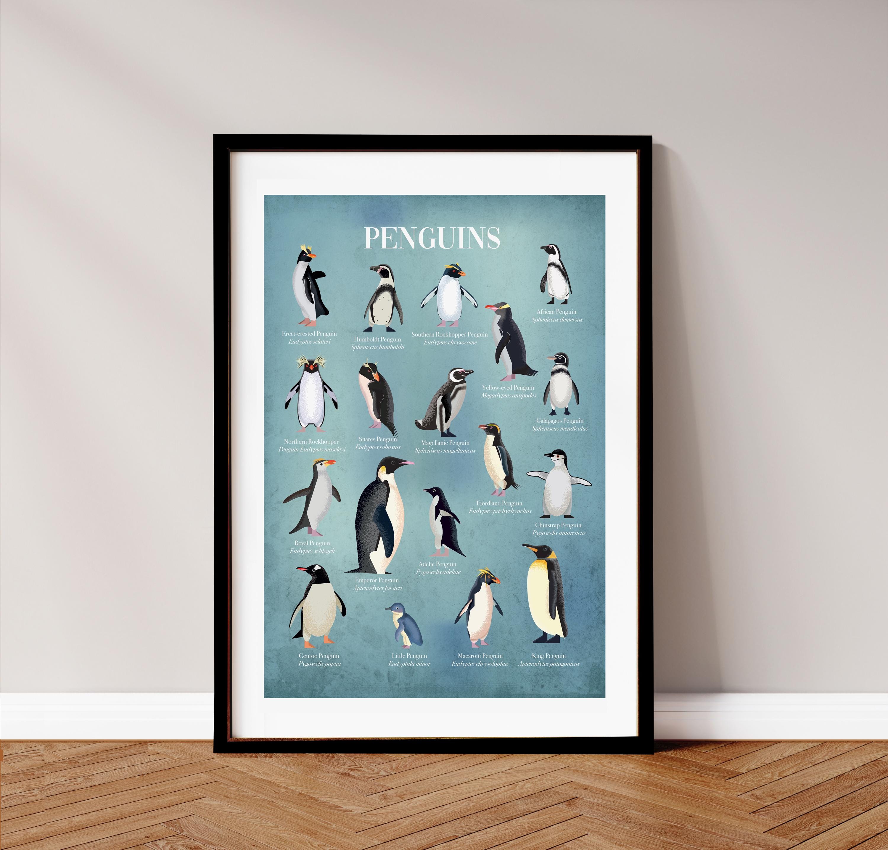 Penguin Poster | Illustrated Penguins | Identification Poster | Natural ...