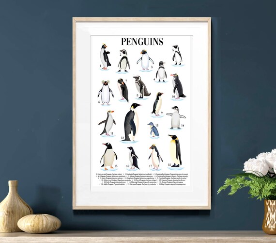 Penguin Poster Illustrated Penguins Identification Poster | Etsy