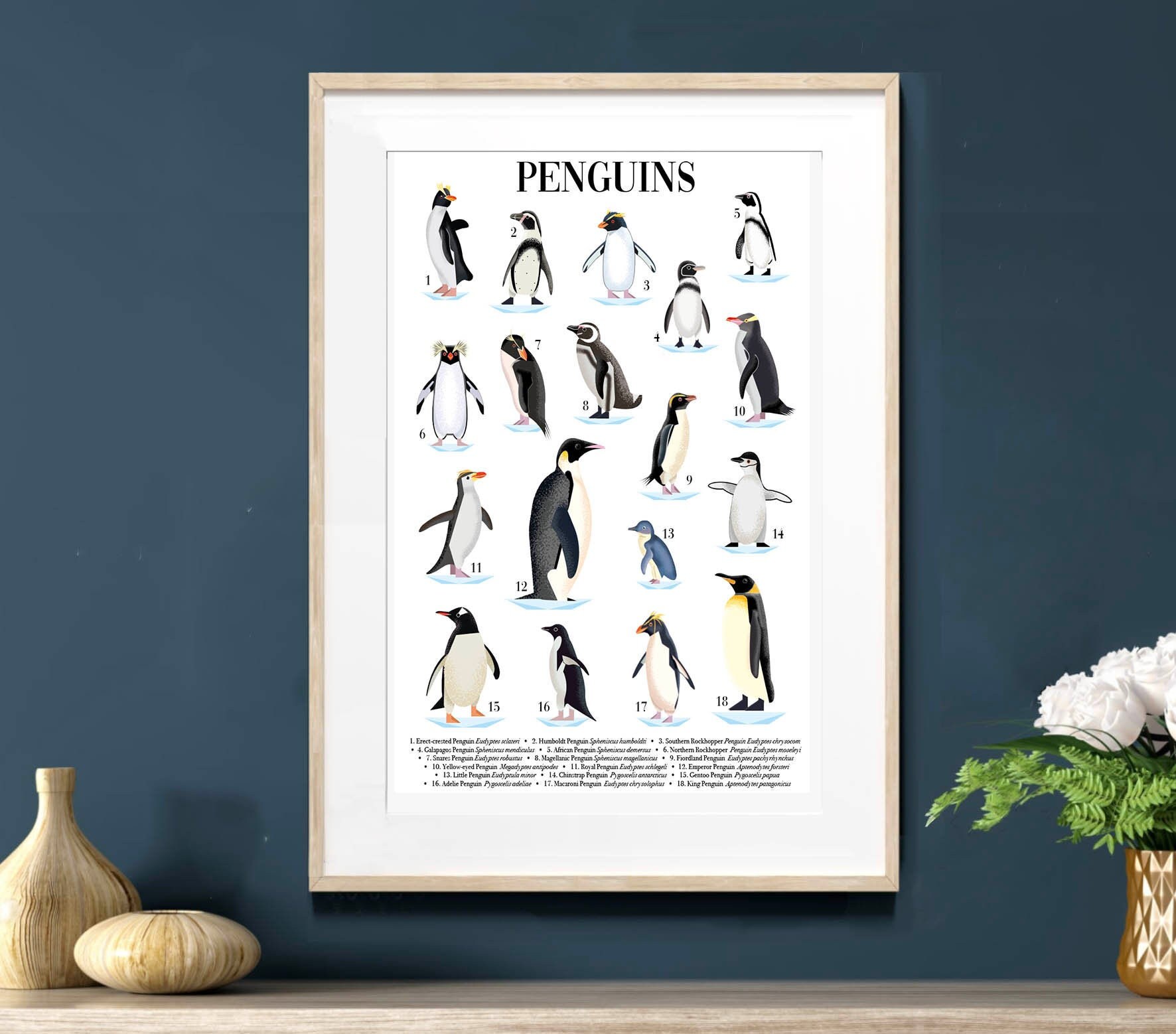 Penguin Poster Illustrated Penguins Identification Poster Natural ...