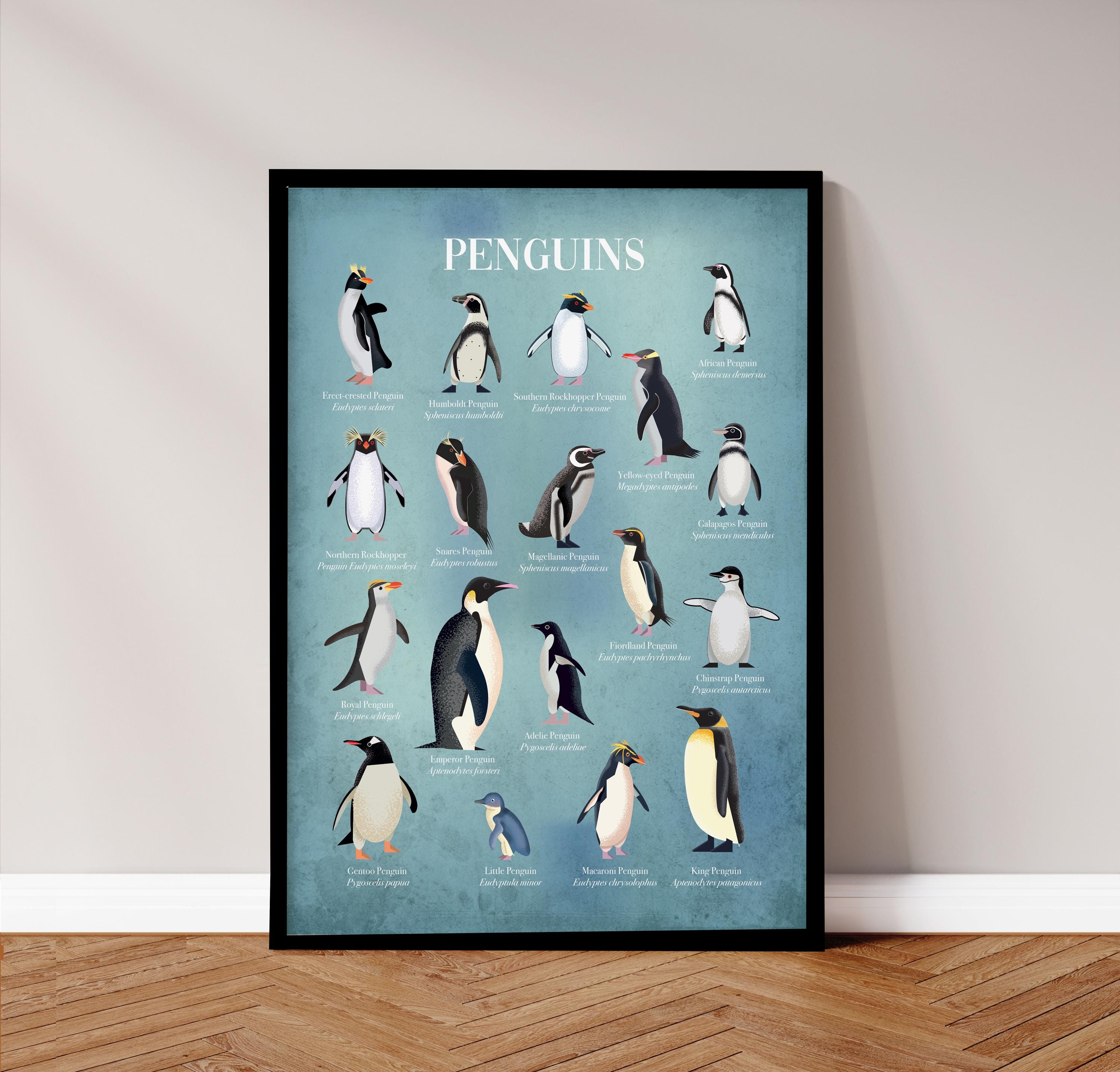 Penguin Poster | Illustrated Penguins | Identification Poster | Natural ...