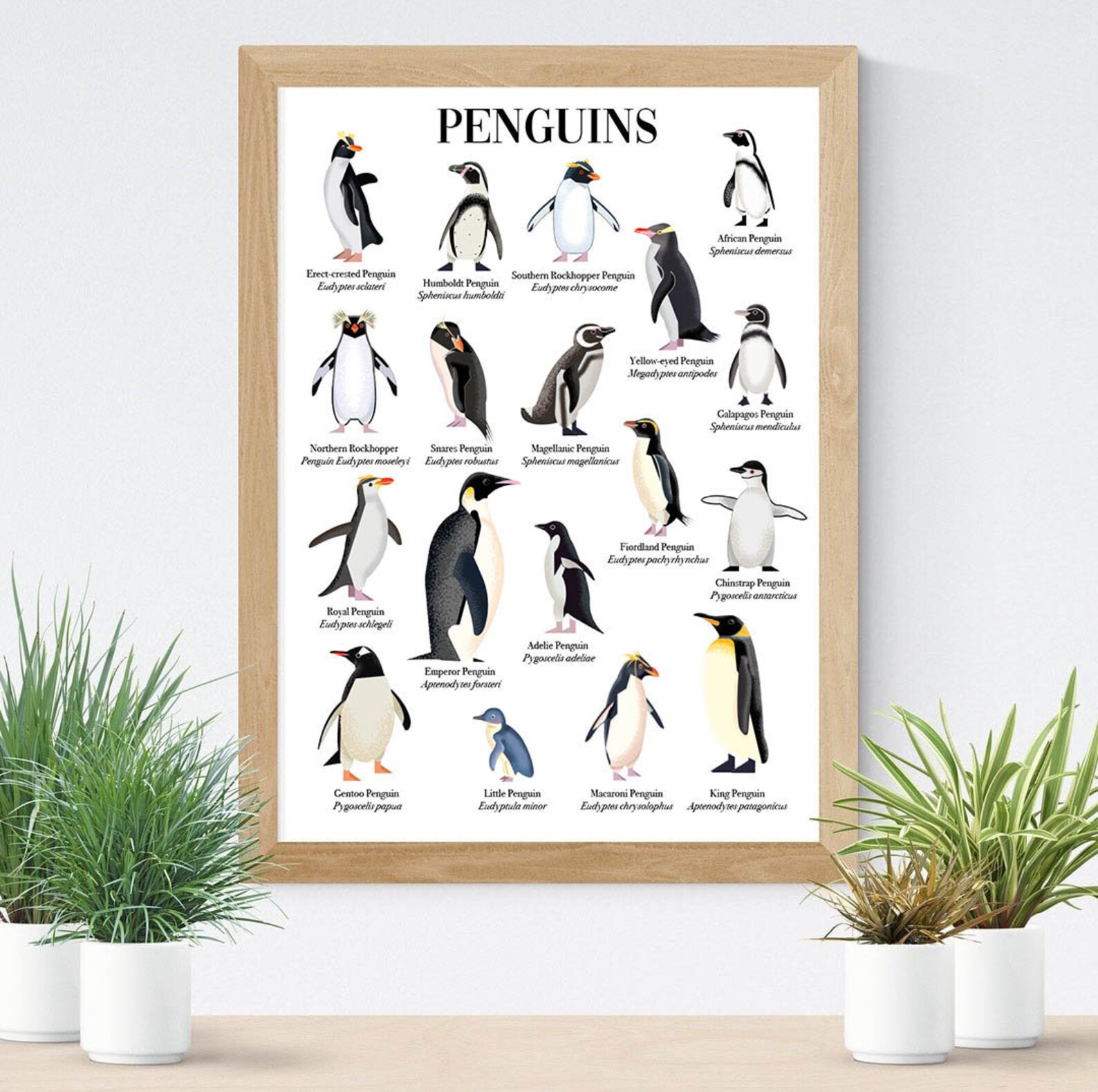 Penguin Poster Illustrated Penguins Identification Poster Natural ...