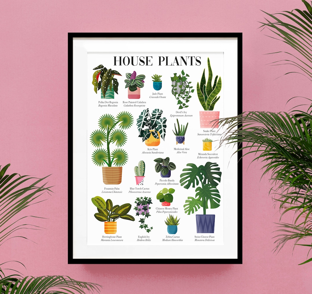 Plant Poster Print | Illustrated Plants | House Plants | Botanical ...