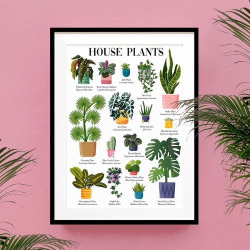 Plant Poster Print Illustrated Plants House Plants - Etsy