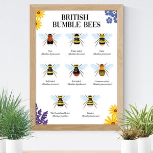 Bumble Bee Print | Illustrated Bumble Bees | Identification Poster ...