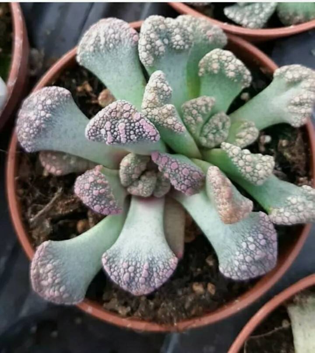 Lithops Potted Plant Plant - Etsy