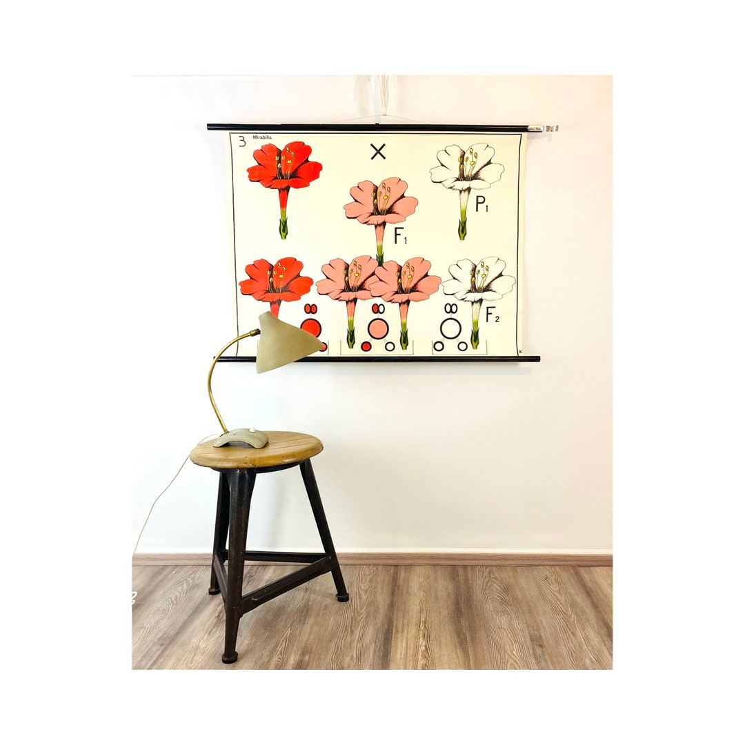 Old School Wall Chart: the Mirabilis, Vintage - Etsy