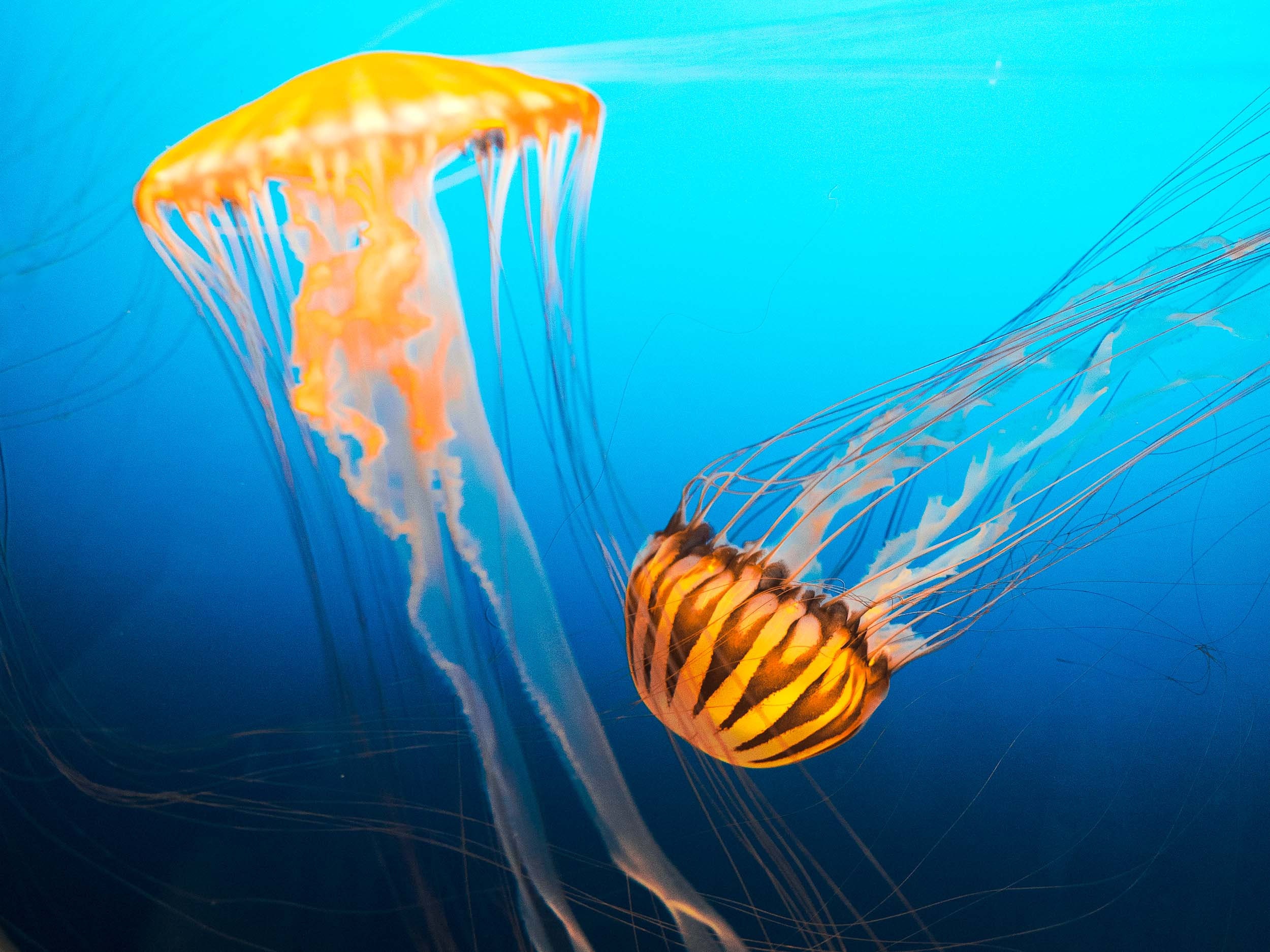 Jelly Fish Dance Jelly Fish Art, Ocean Decor, Marine Art, Pacific Ocean ...