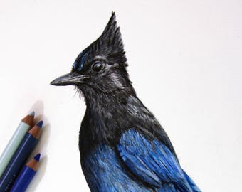 Stellar's Jay - Etsy