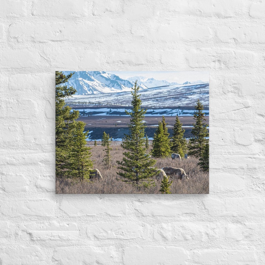 Denali Caribou Spring Scene - Alaska Wildlife Canvas Print - National ...